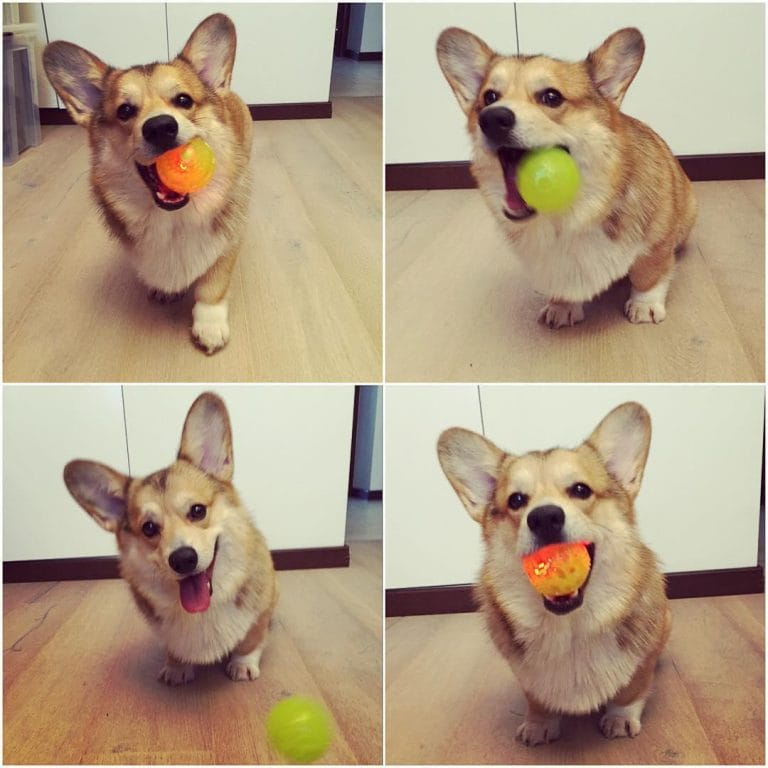 16 Photos Оf Happy Corgis - PetPress