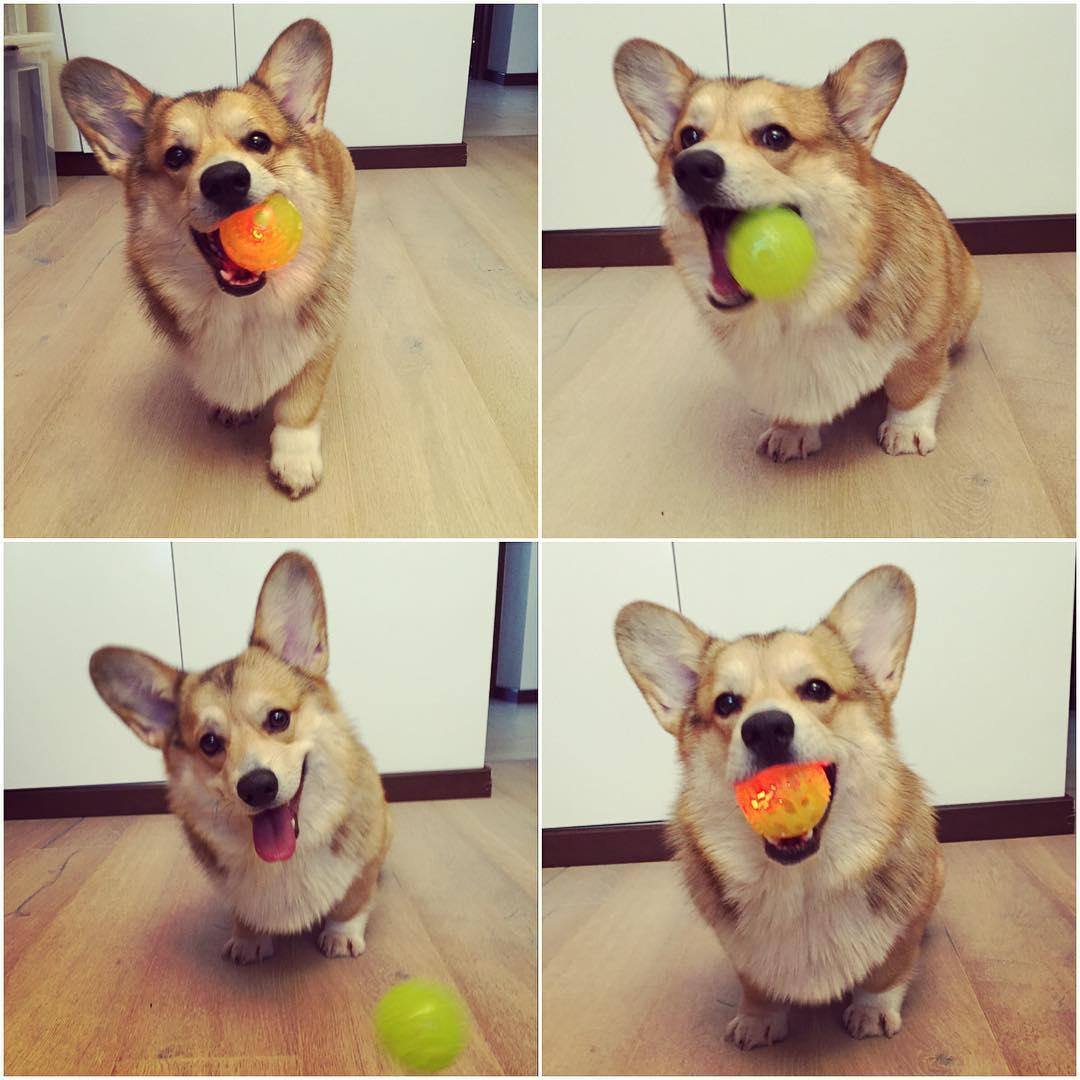 16 Photos Оf Happy Corgis - PetPress