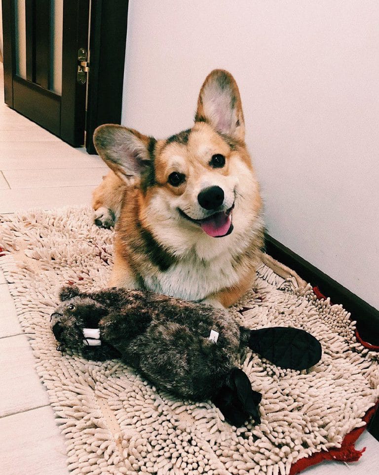16 Photos Оf Happy Corgis - PetPress