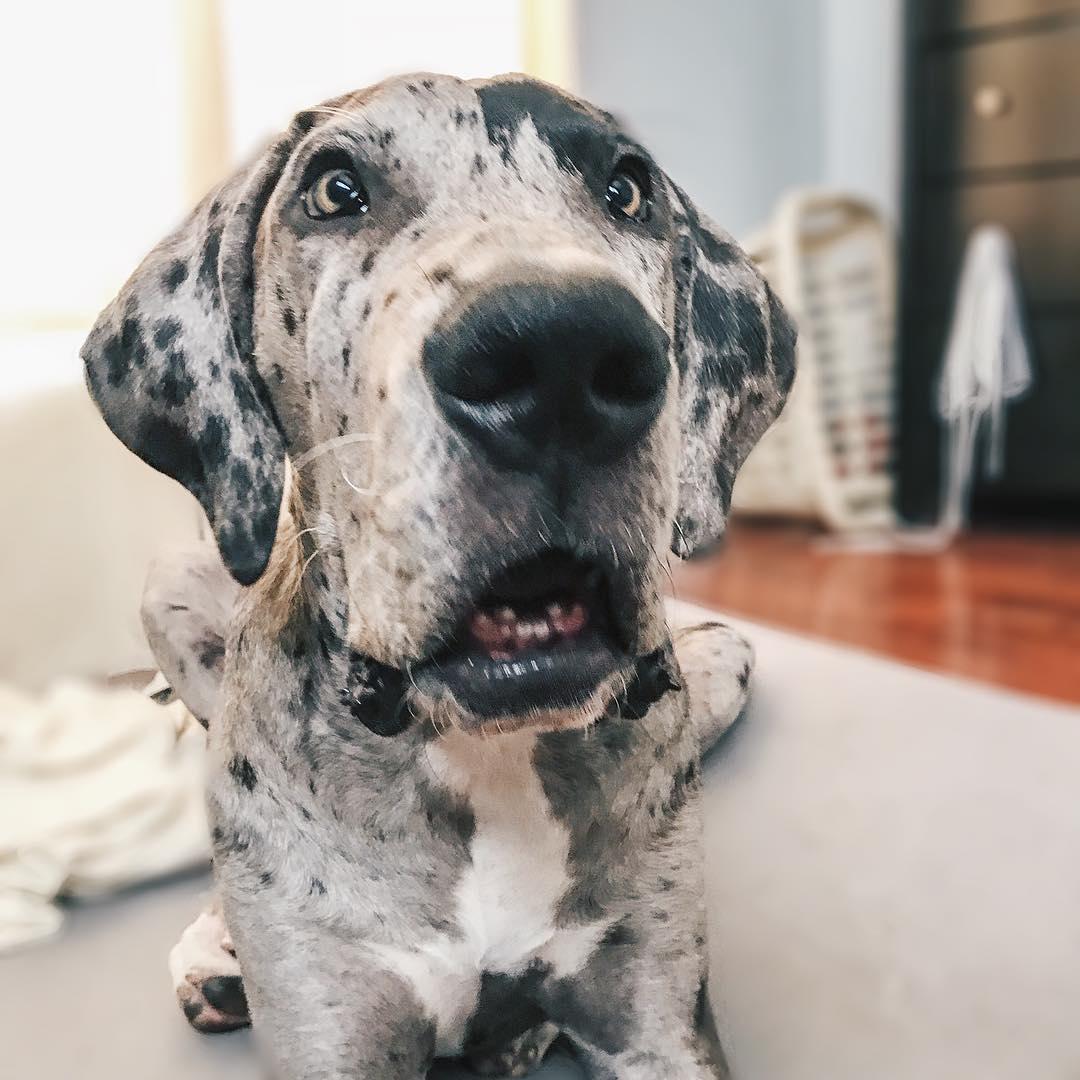 15 Photos That Tell You About All Emotions Of The Great Dane - PetPress