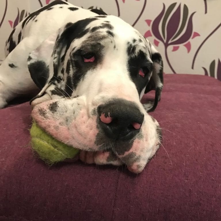 15 Photos That Tell You About All Emotions Of The Great Dane - PetPress