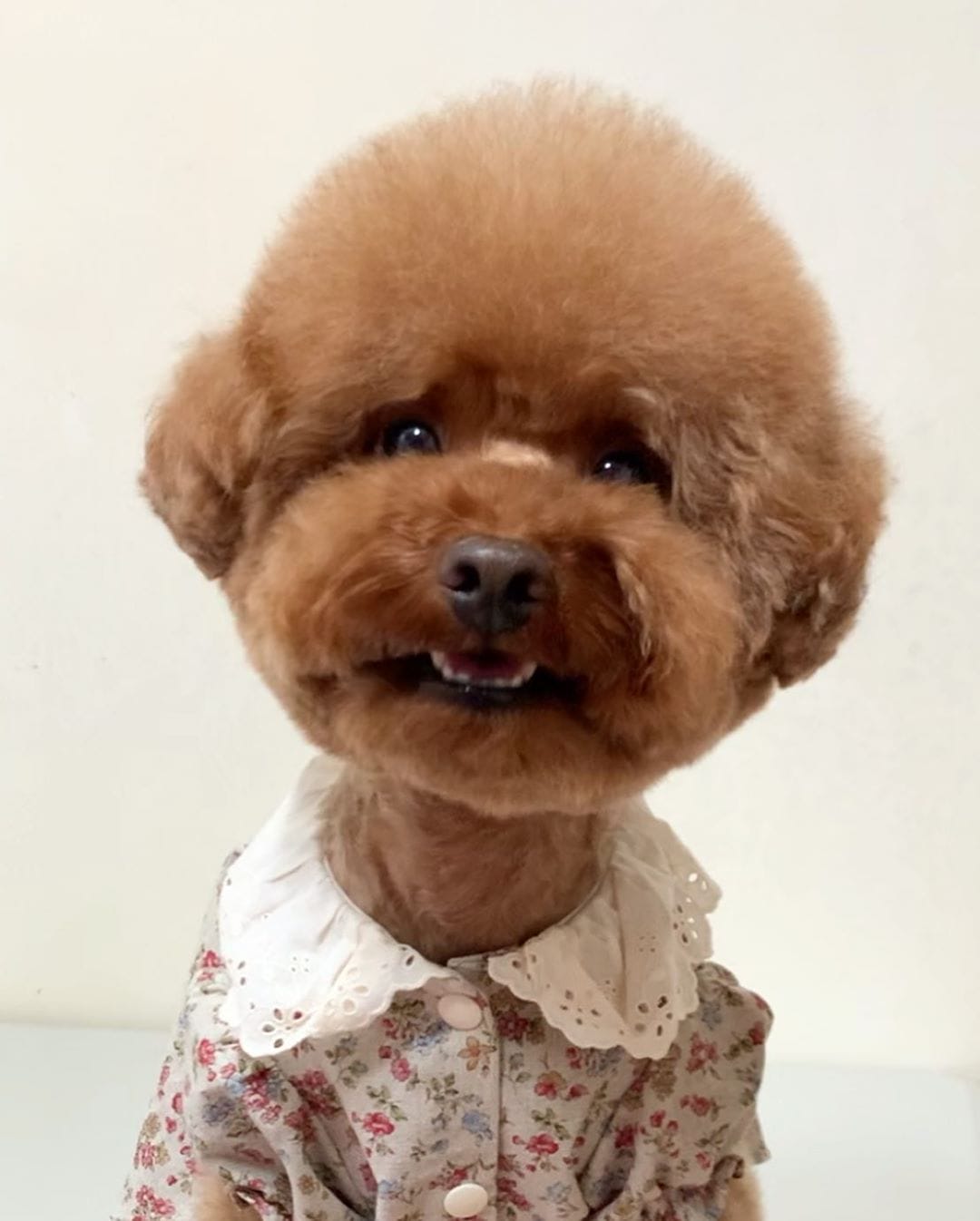 15 Delectable Facts About Fluffy Poodles - PetPress