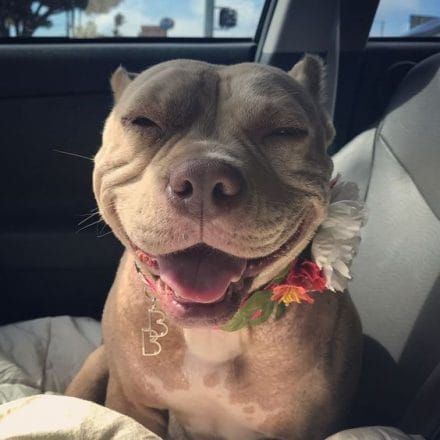 15 Reasons Why Pit Bulls Are The Cutest Breed - PetPress