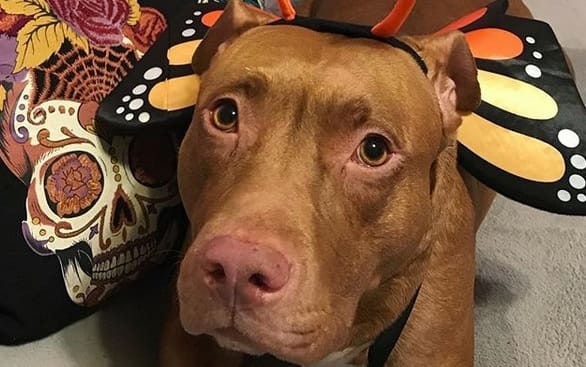 14 Funny Halloween Costumes For Pit Bulls - PetPress
