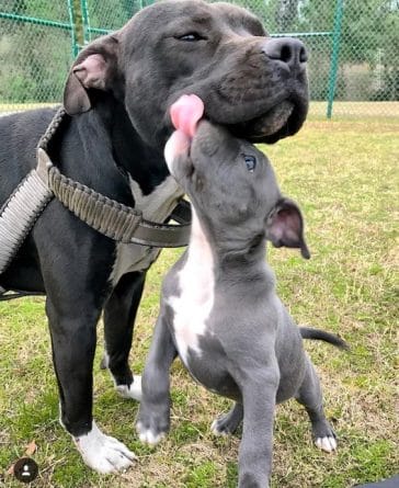 15 Reasons Why Pit Bulls Are The Cutest Breed - PetPress