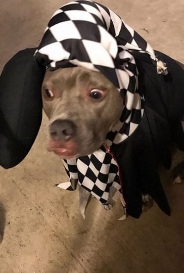 14 Funny Halloween Costumes For Pit Bulls - PetPress