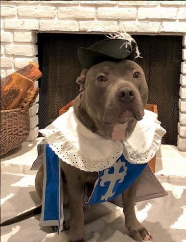 14 Funny Halloween Costumes For Pit Bulls - PetPress