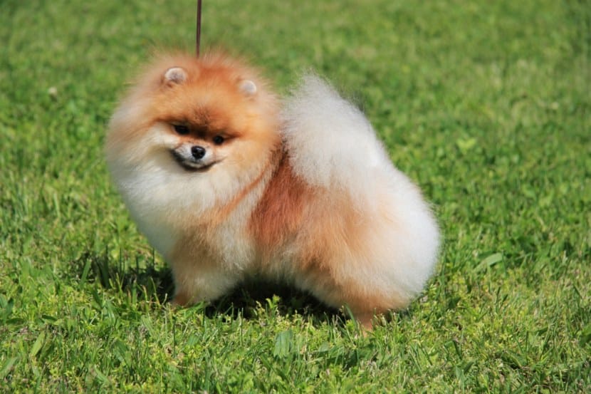 14 Fun Facts About Pomeranians - PetPress