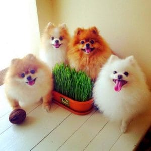 15 Reasons Why Your Pomeranian Stares at You - PetPress