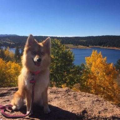 Meet Fox Dog, A Pomeranian-Husky Mix (13 Pics) - PetPress