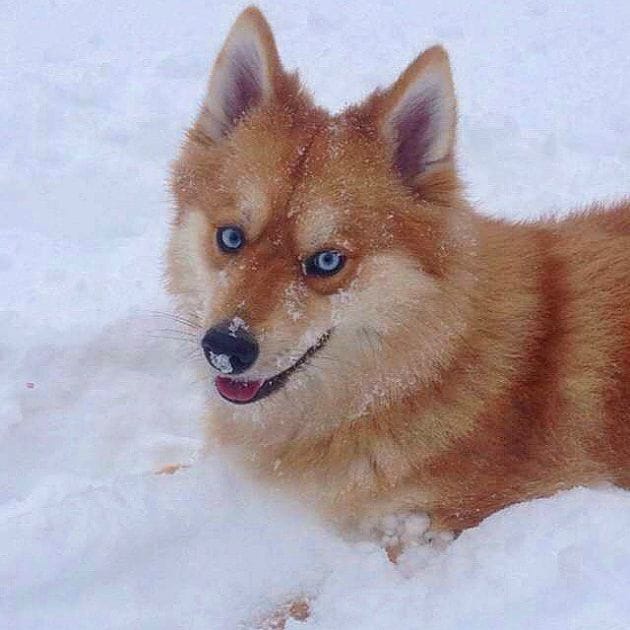 Meet Fox Dog, A Pomeranian-Husky Mix (13 Pics) - PetPress