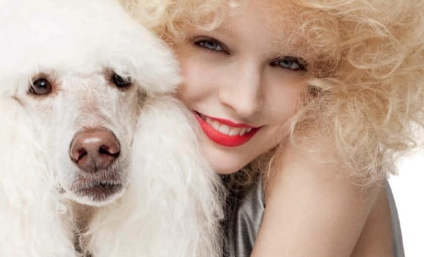 14 Adorable Pictures Of Elegant Poodles - PetPress