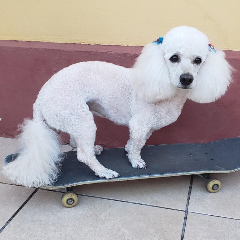 15 Delectable Facts About Fluffy Poodles - PetPress