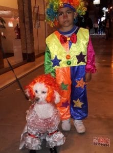 14 Trendy Halloween Costumes for Poodles - PetPress