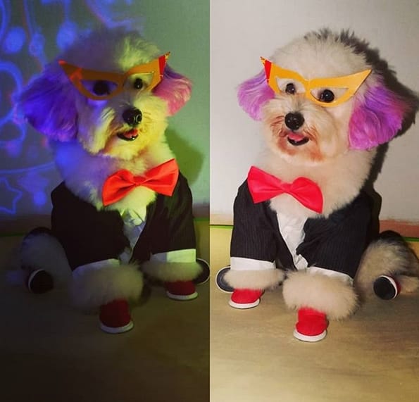 14 Trendy Halloween Costumes for Poodles - PetPress