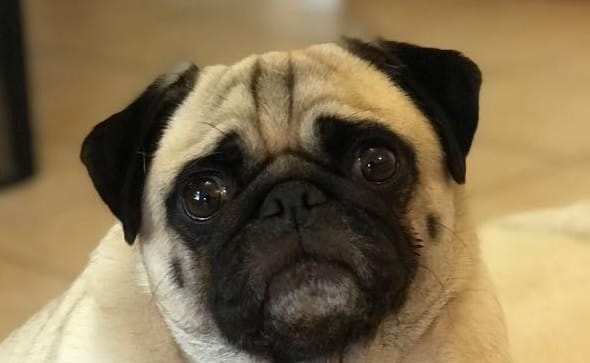 14 Reasons You Will Fall in Love with a Pug - PetPress