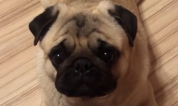 14 Funny Pictures Showing the True Temperament of Pugs - PetPress