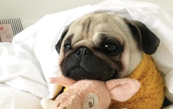 15 Reasons To Love Pugs - PetPress