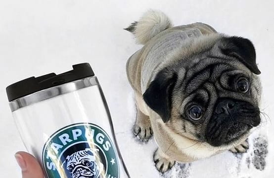 14 Professions Pugs Could Master If They are Human Being - PetPress