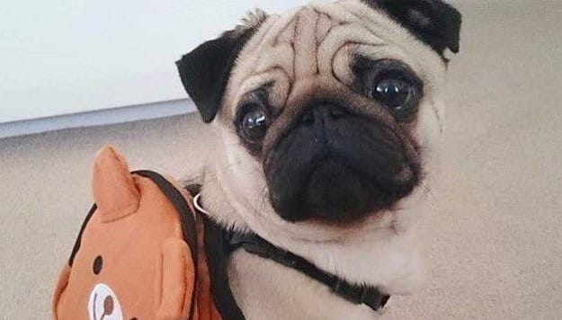 14 Pugs Who Will Make Your Life Better - PetPress