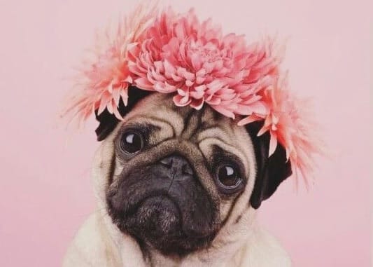 17 Pictures Confirming That Pugs Love Pink Color - PetPress