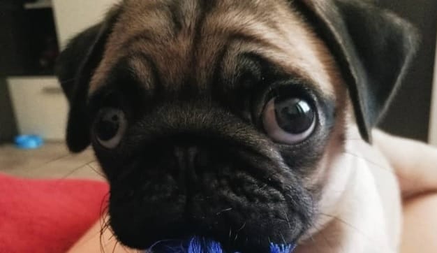 These 14 Funny Pug Pics Will Undoubtedly Make Your Day Better - PetPress