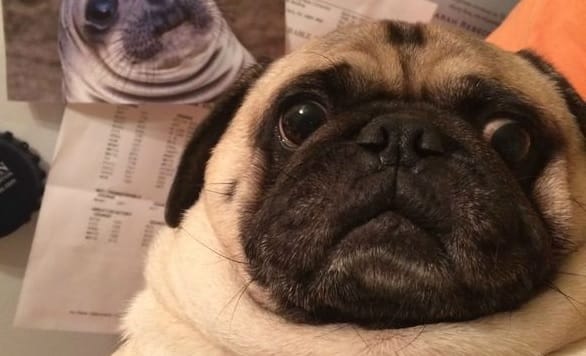 14 Amazing Cosplaying Pugs - PetPress