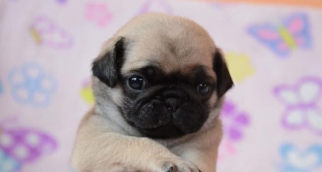 14 Reasons Why Pugs Are Intimidating - PetPress