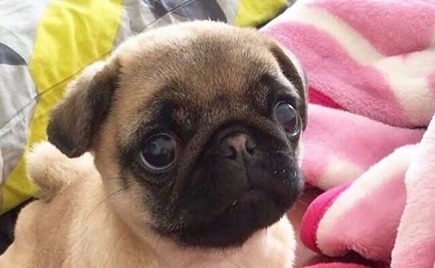14 Reasons to Adore Pugs - PetPress