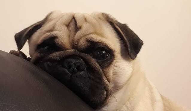 14 Totally True Facts About Pugs - PetPress