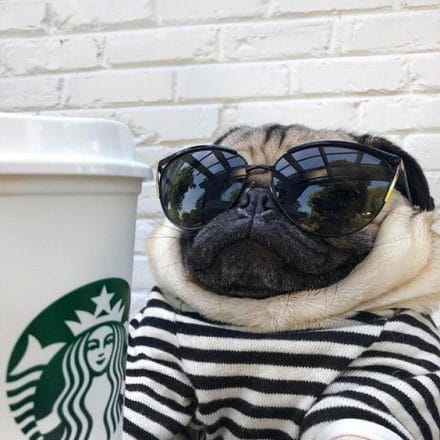 These 14 Funny Pug Pics Will Undoubtedly Make Your Day Better - PetPress