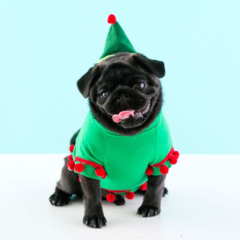 14 Pug Pictures That Will Definitely Brighten Your Day - PetPress