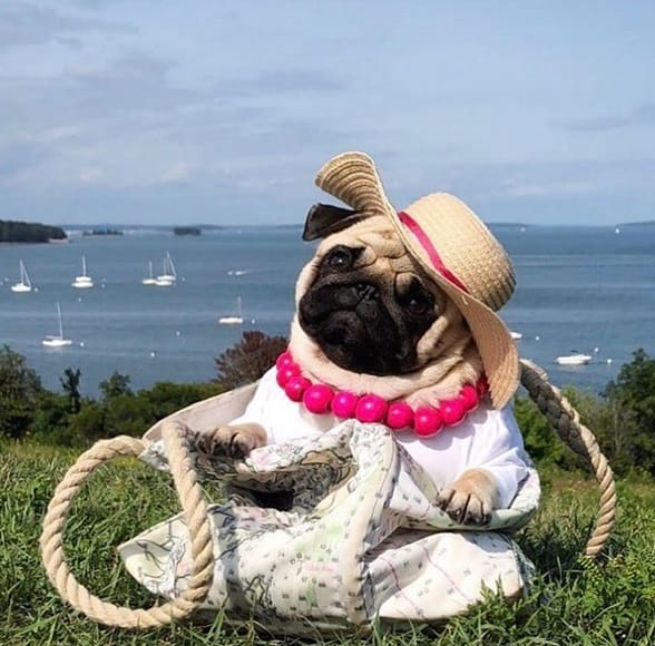 14 Funny Pictures Showing Different Moods of Pugs - PetPress