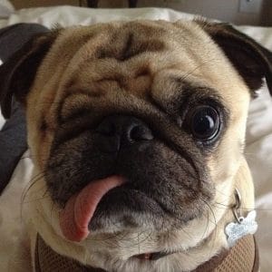 14 Facts To Prove That Pugs Are The Most Terrible Dogs - PetPress