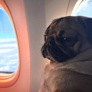 15 Reasons To Love Pugs - PetPress