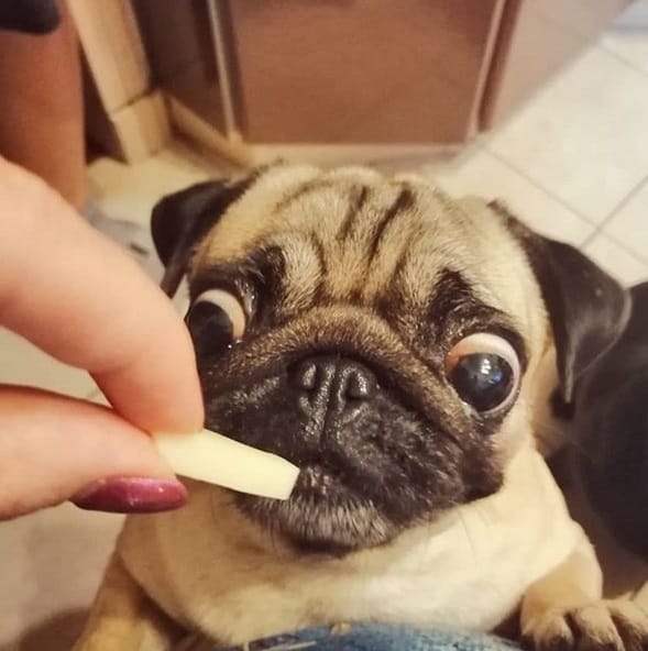 14 Funny Pictures Showing The Typical Monday of Pugs - PetPress