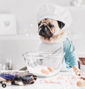 14 Professions Pugs Could Master If They are Human Being - PetPress