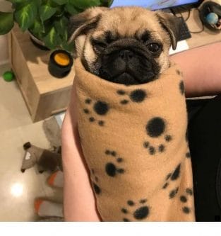 15 Reasons To Love Pugs - PetPress