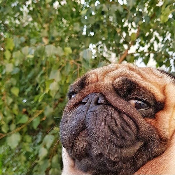 14 Funny Pug Pictures That Will Make Your Day! - PetPress