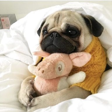 15 Reasons To Love Pugs - PetPress