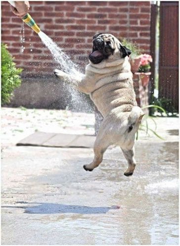 These 14 Funny Pug Pics Will Undoubtedly Make Your Day Better - PetPress