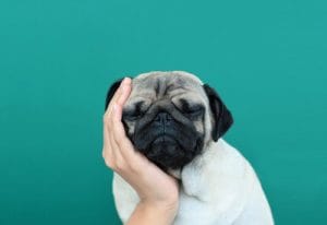 14 Facts To Prove That Pugs Are The Most Terrible Dogs - PetPress
