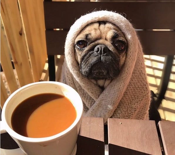 14 Funny Pictures Showing The Typical Monday of Pugs - PetPress