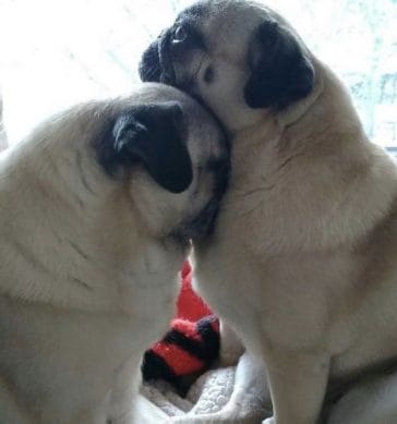 15 Reasons To Love Pugs - PetPress