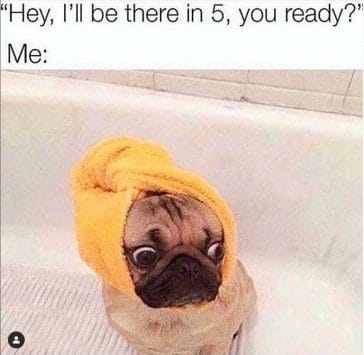 14 Funny Pug Memes That Will Make You Smile - PetPress