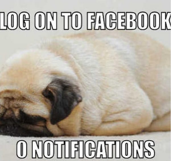 14 Funny Pug Memes That Will Make You Smile - PetPress