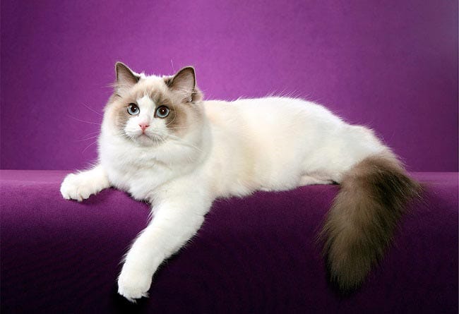 14 Things You Probably Didn’t Know About Ragdoll Cat - Page 2 of 3 ...
