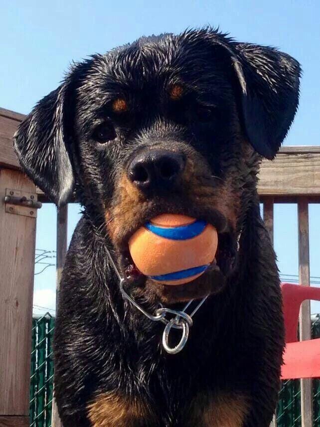 14 Rottweilers Who Are Actually Just Big Teddy Bears - PetPress