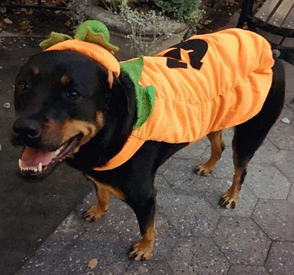 14 Funny Halloween Costumes for Rottweilers - Page 2 of 3 - PetPress