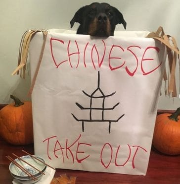 14 Funny Halloween Costumes for Rottweilers - PetPress